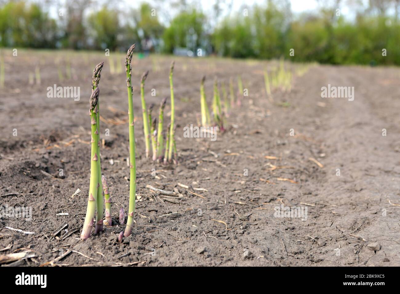 People gather asparagus in the field. Packing of asparagus on an ...