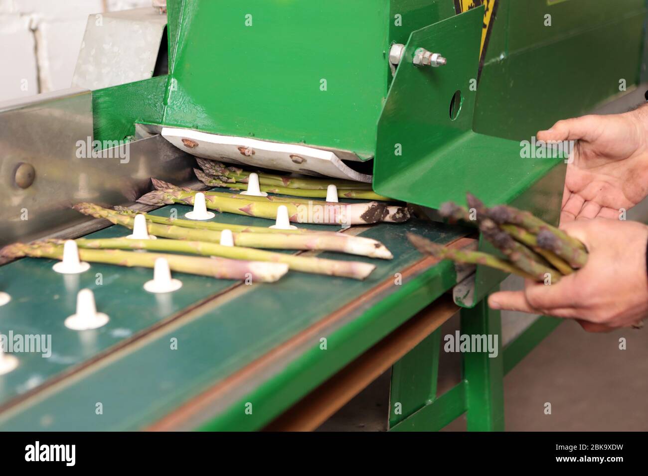 People gather asparagus in the field. Packing of asparagus on an ...