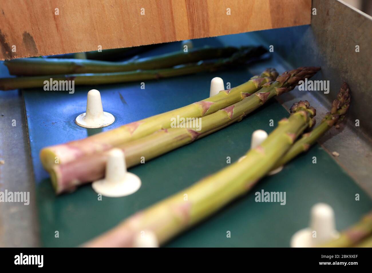 People gather asparagus in the field. Packing of asparagus on an ...