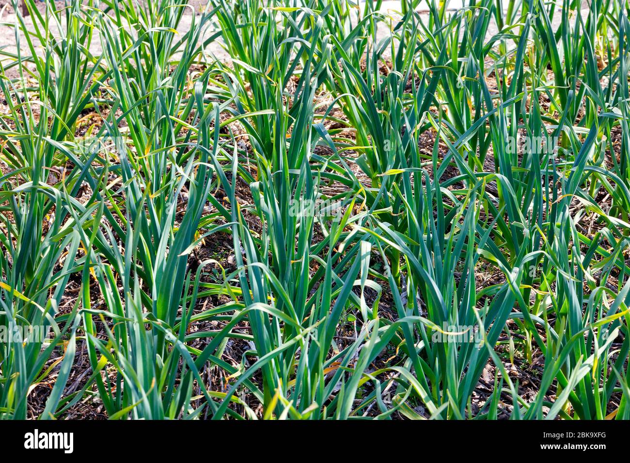 Young garlic on garden bed hi-res stock photography and images - Alamy