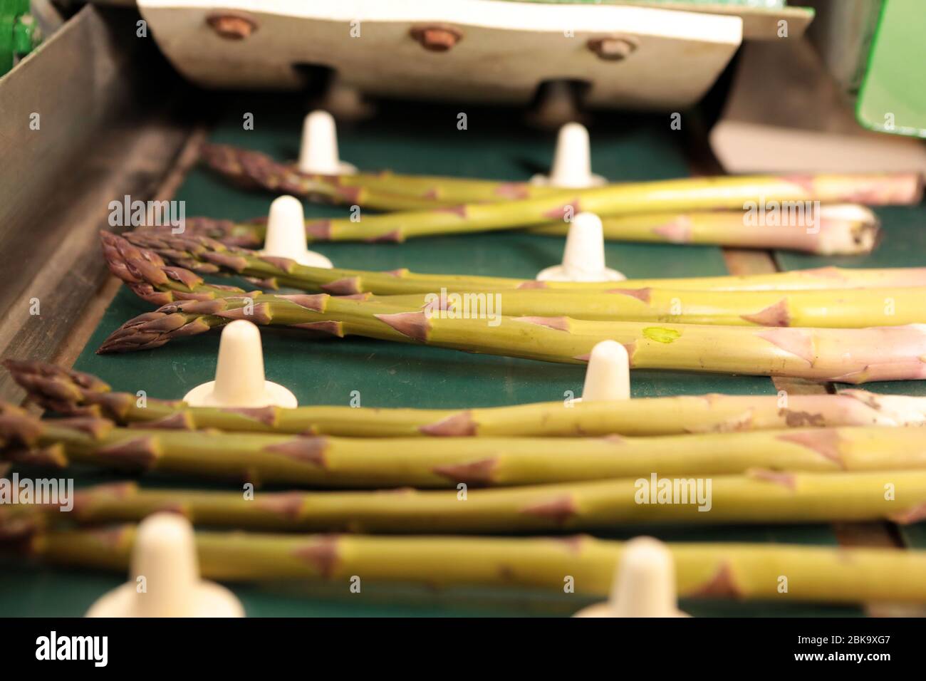 People gather asparagus in the field. Packing of asparagus on an ...