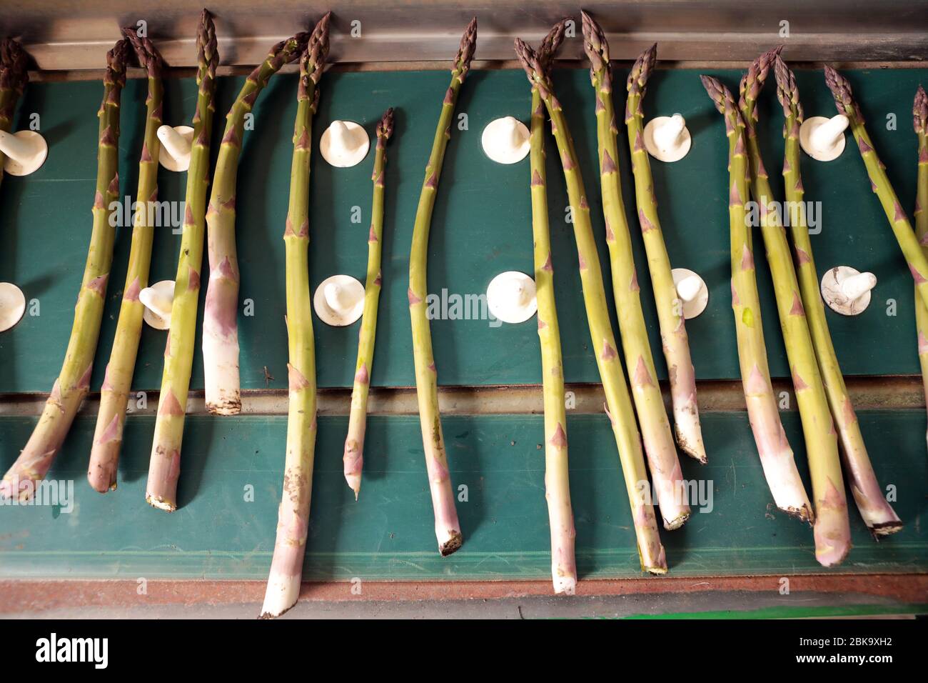 People gather asparagus in the field. Packing of asparagus on an ...