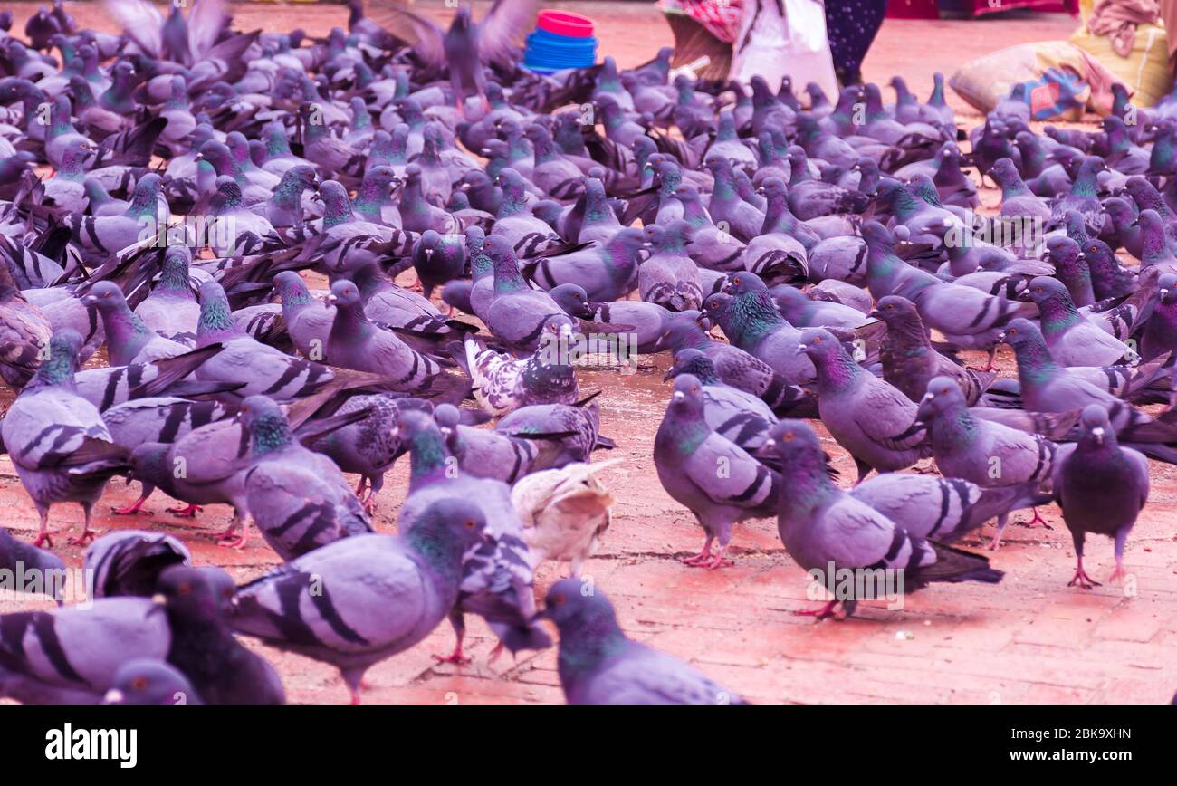Loving pigeons hi-res stock photography and images - Alamy