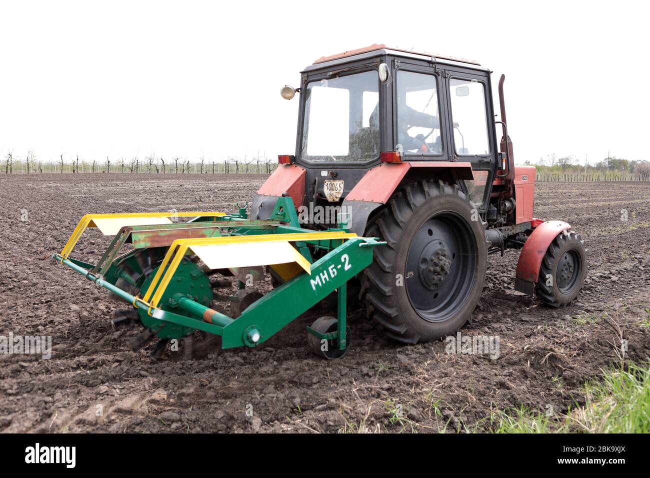 People gather asparagus in the field. Packing of asparagus on an ...