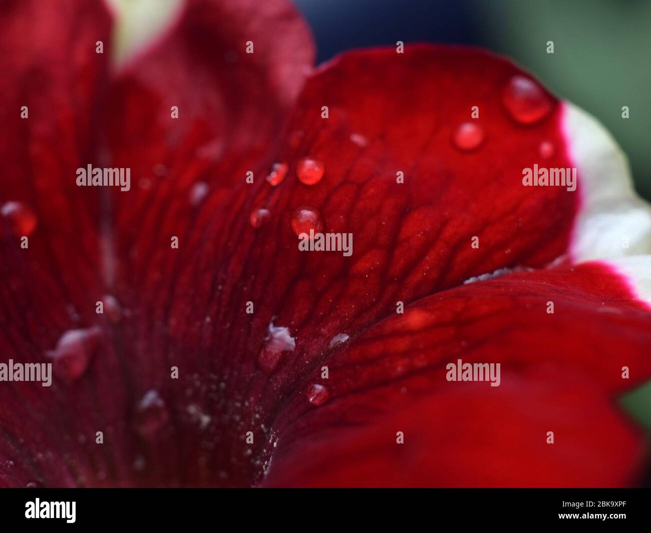 Petunia macro hi-res stock photography and images - Alamy