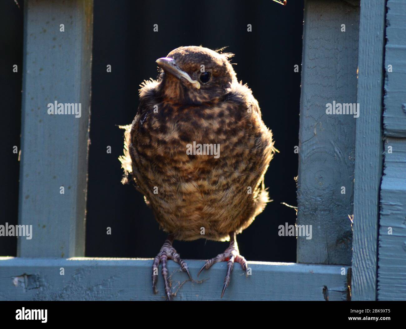 Baby Blackbird High Resolution Stock Photography and Images - Alamy