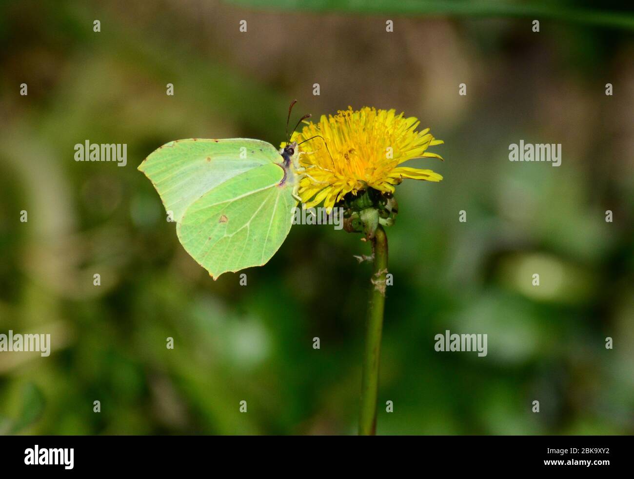Yellow brimstone butterfly hi-res stock photography and images - Alamy