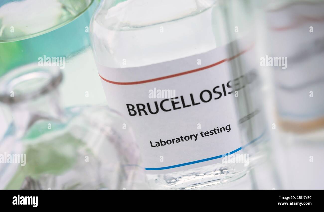 Test brucellosis in laboratory, conceptual image Stock Photo - Alamy