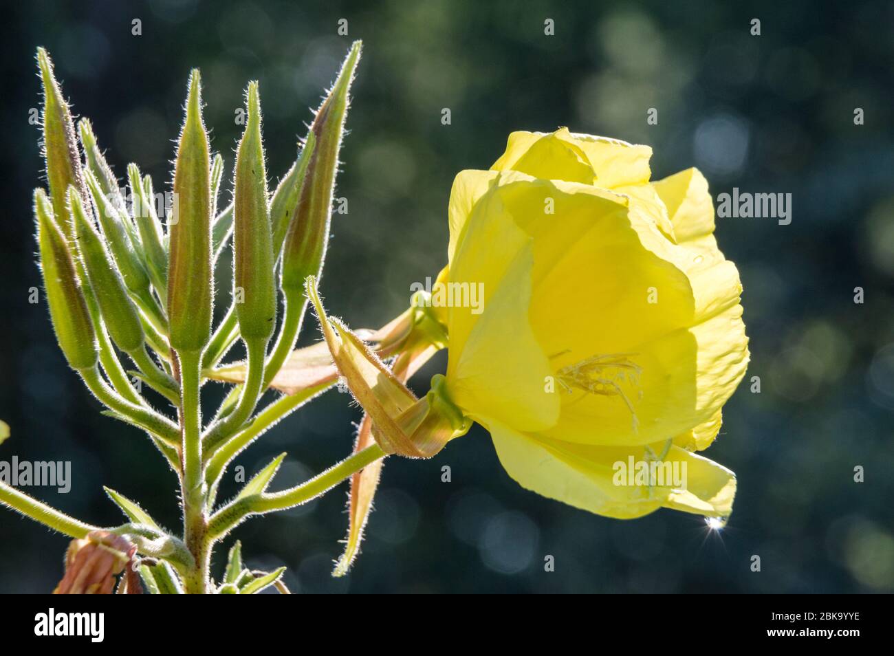 blooming common evening primrose Oenothera biennis Stock Photo - Alamy