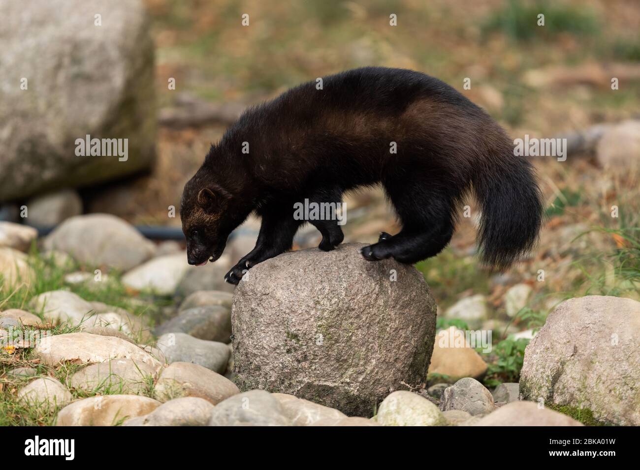 Wolverine Glutton Carcajou Gulo Gulo High Resolution Stock Photography ... Wolverine Glutton Carcajou Gulo Gulo High Resolution Stock Photography ...