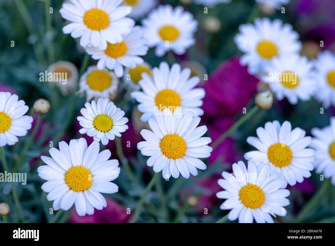 Daisy top view hi-res stock photography and images - Alamy