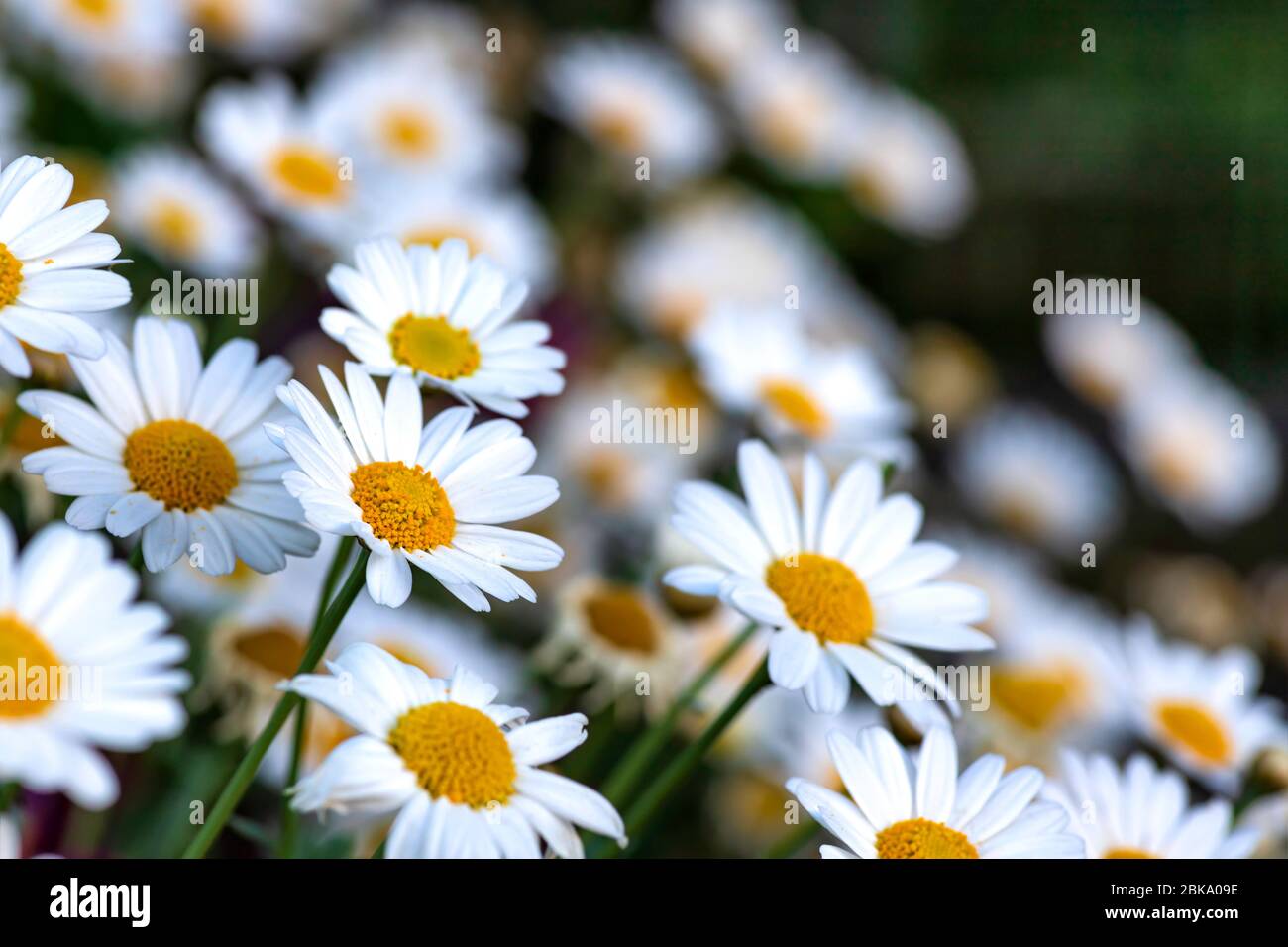 Glade of white daisy flowers close-up side view on a blurred background ...