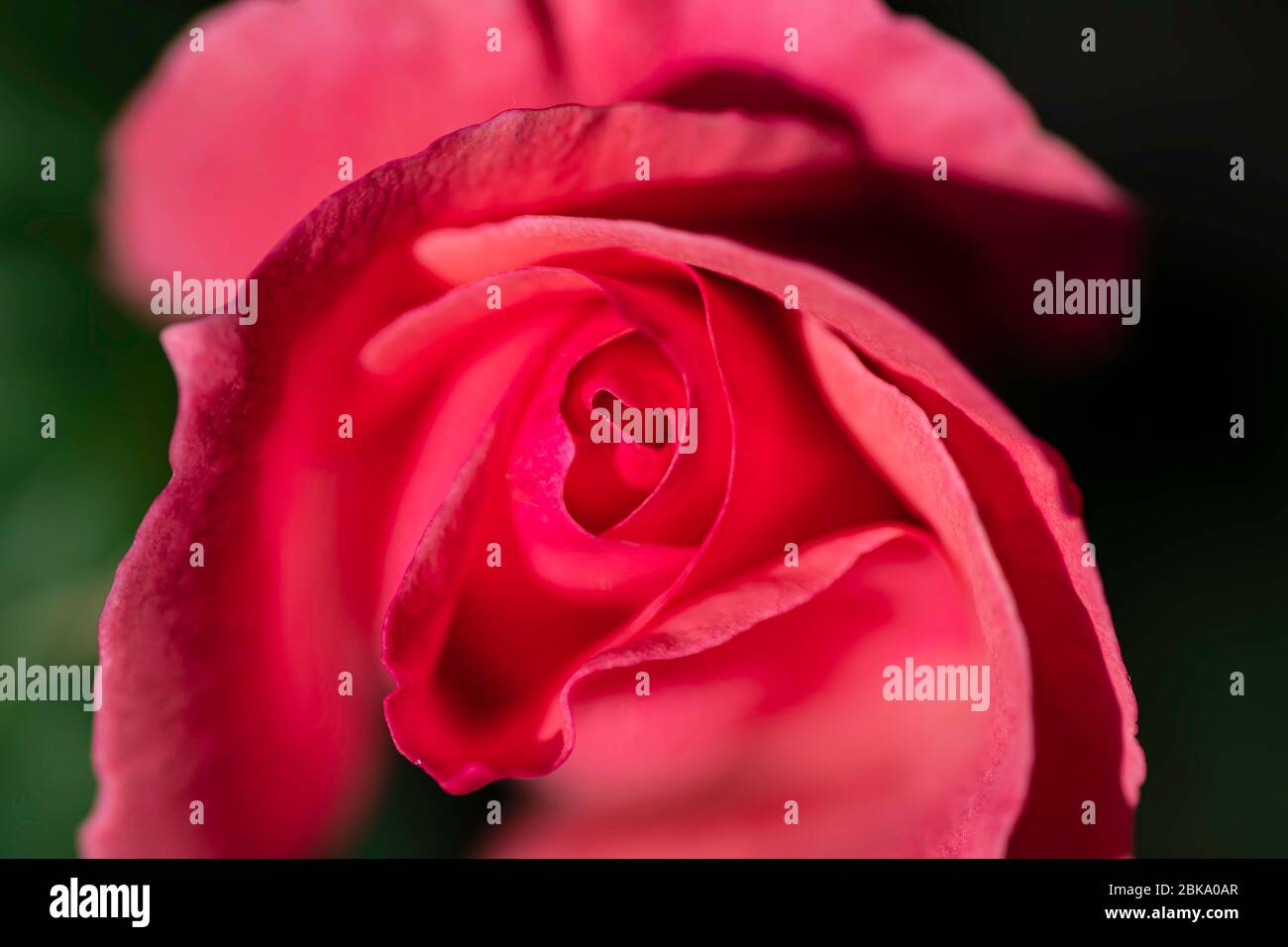 Rose head top view hi-res stock photography and images - Alamy