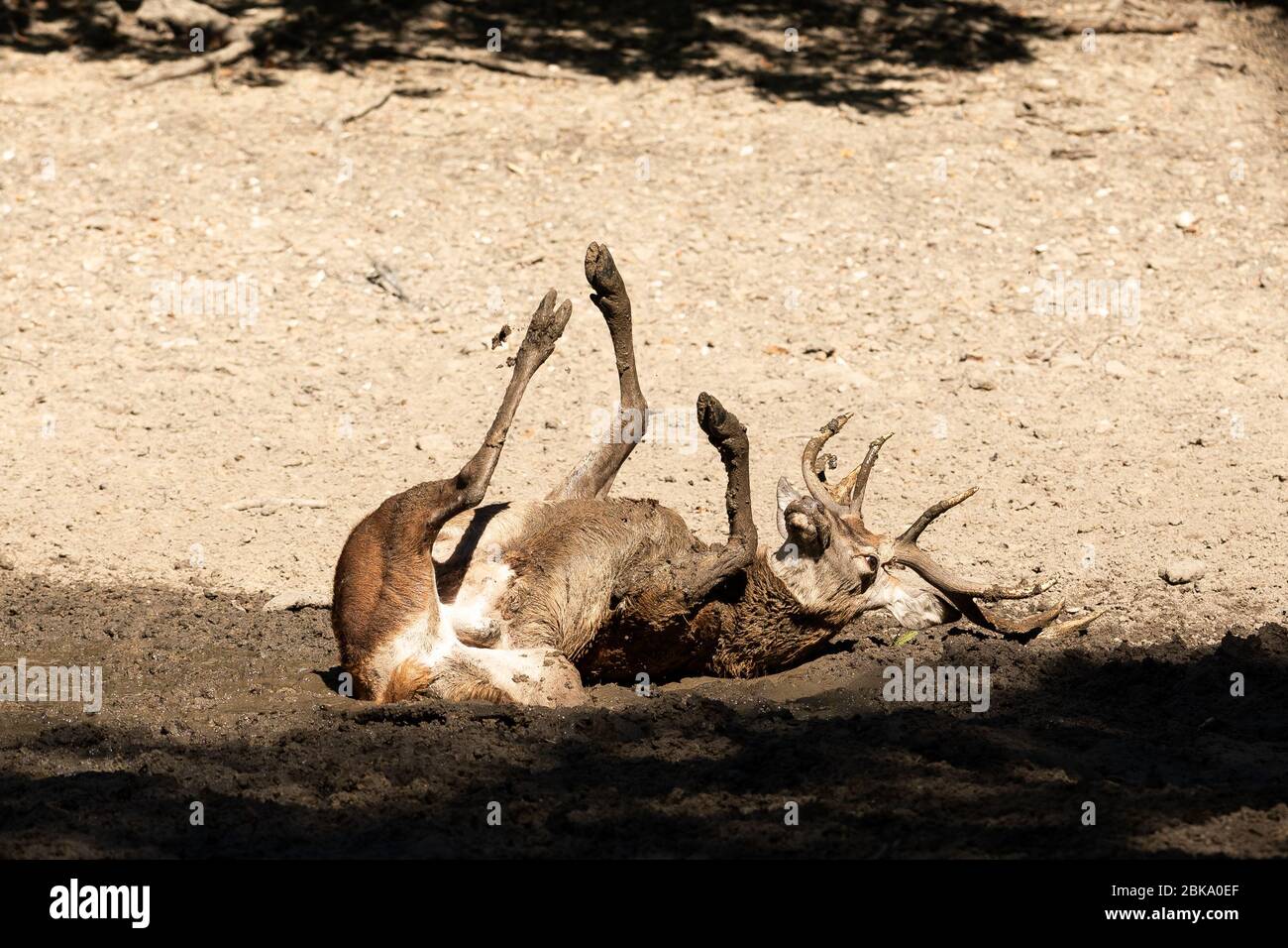 Deer in the forest during the rut Stock Photo - Alamy