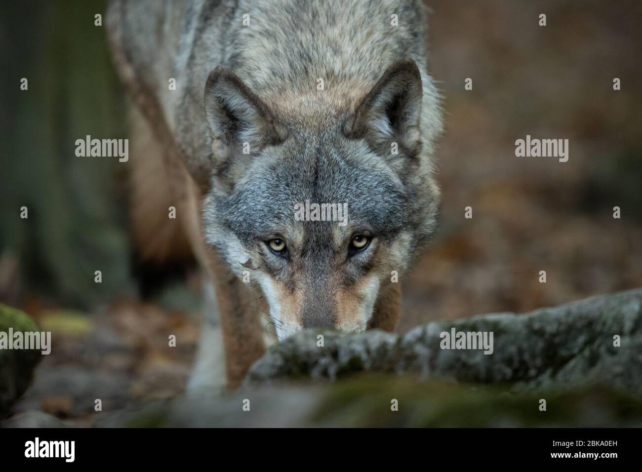 Grey wolf in the forest Stock Photo - Alamy