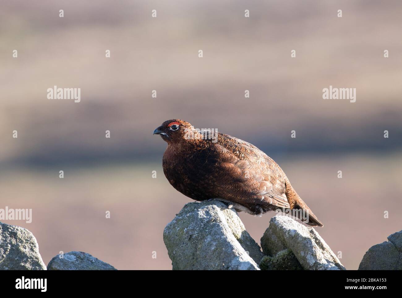 Driven grouse moors hi-res stock photography and images - Alamy