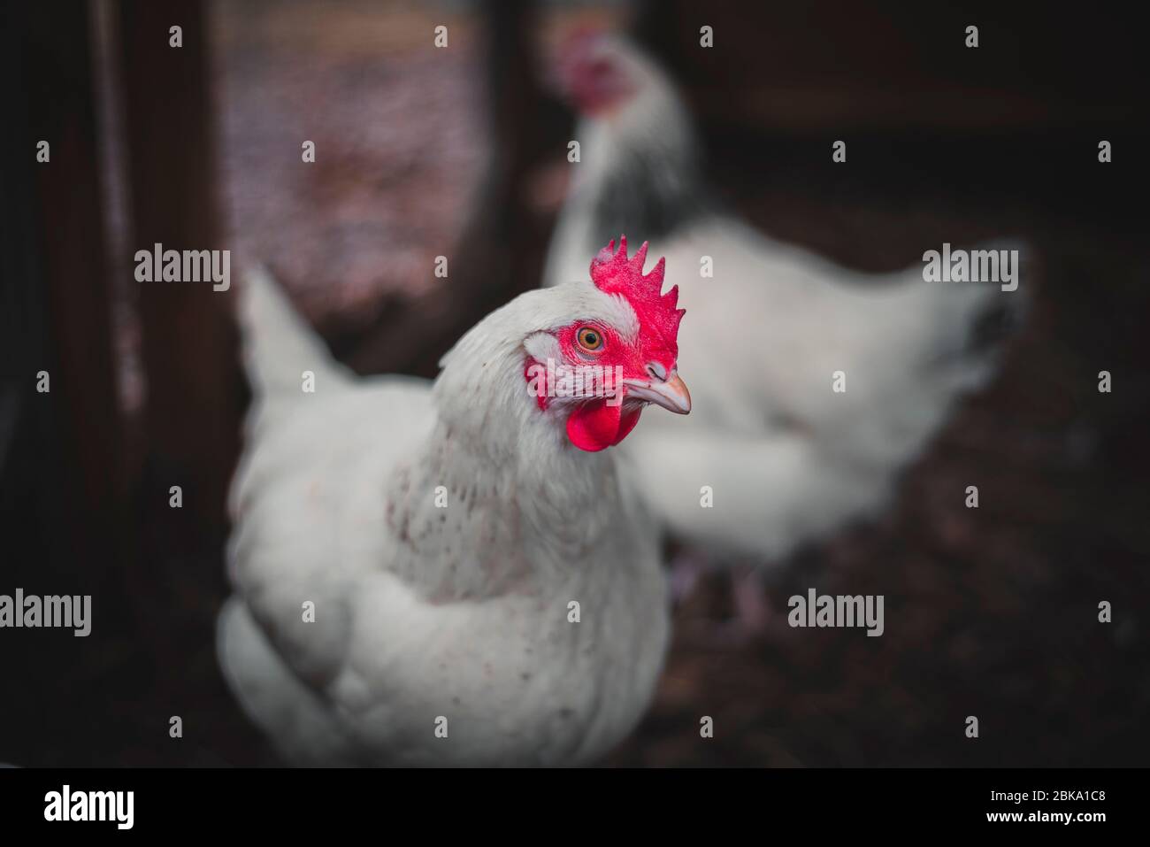 Chicken eye contact Stock Photo - Alamy