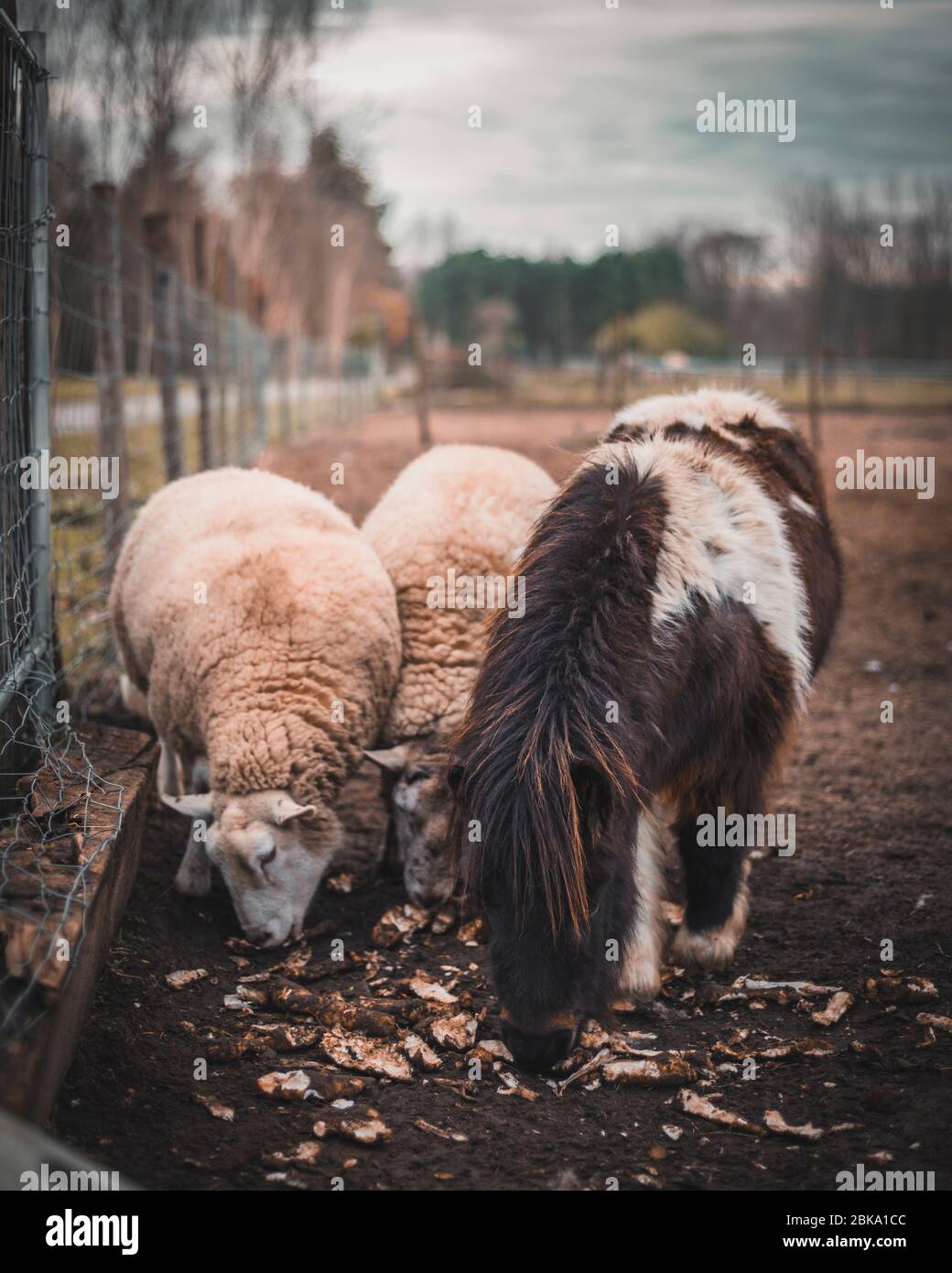Farm animals feeding Stock Photo - Alamy