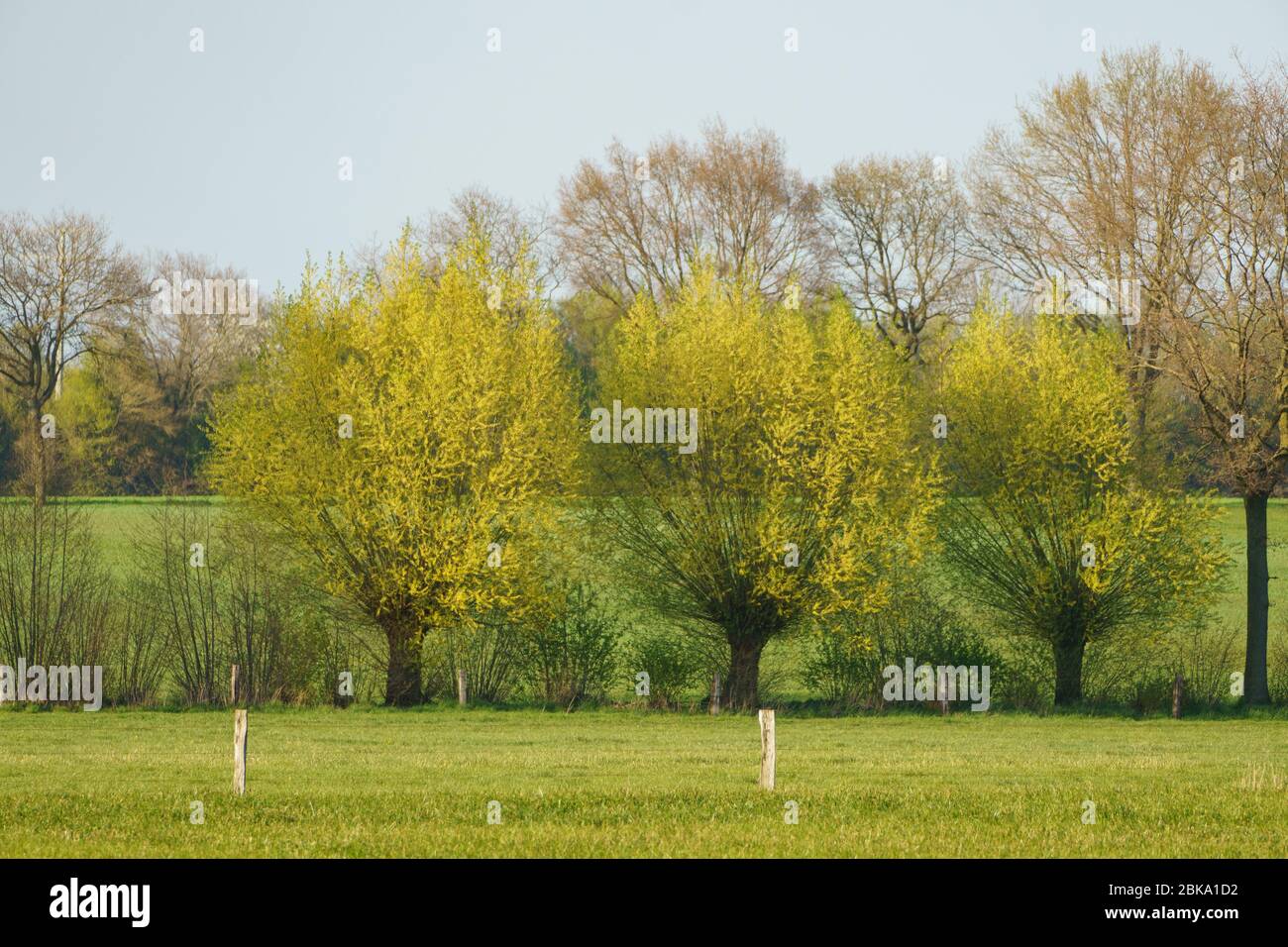 trees in germany Stock Photo - Alamy