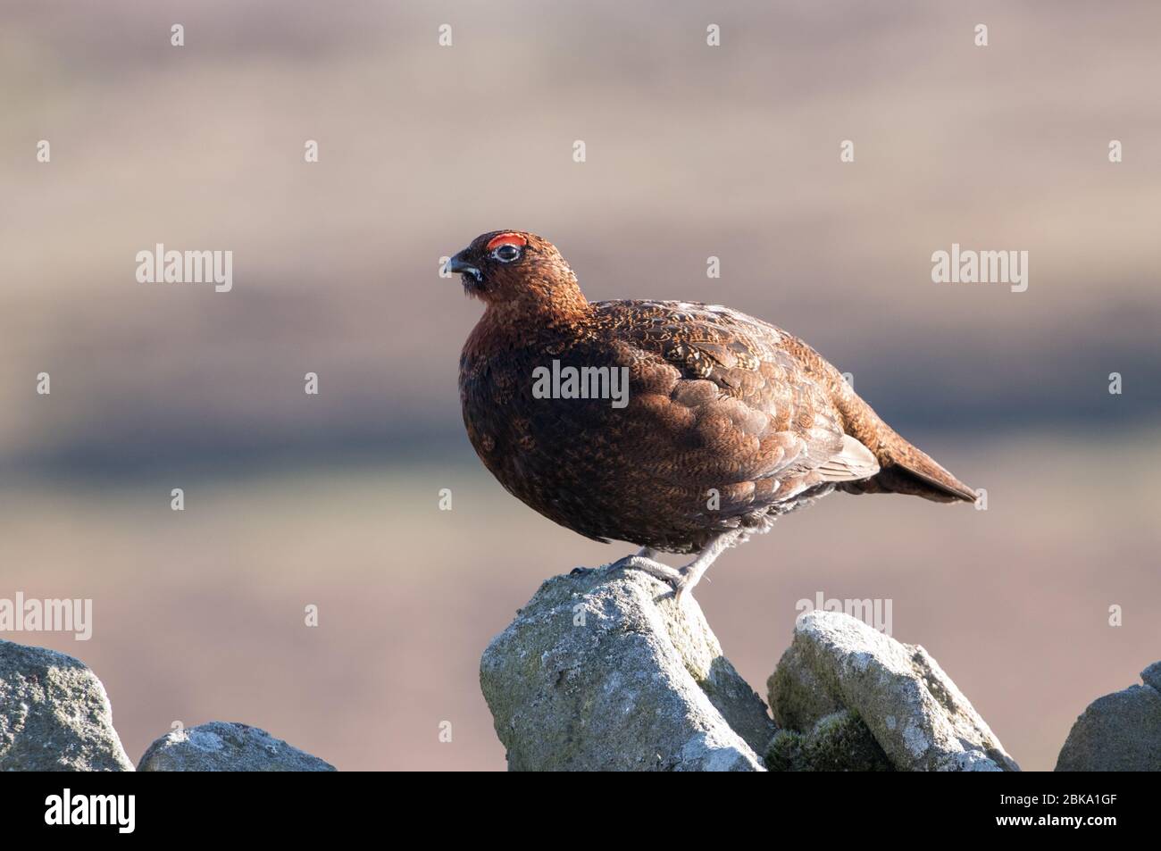 Driven grouse shooting hi-res stock photography and images - Alamy