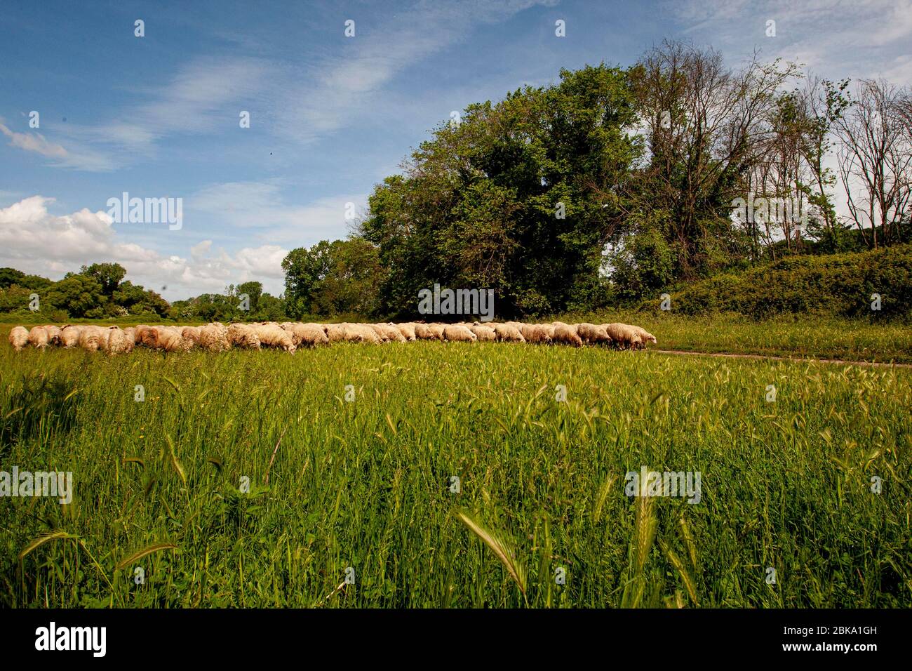 Caffarella roma hi-res stock photography and images - Alamy