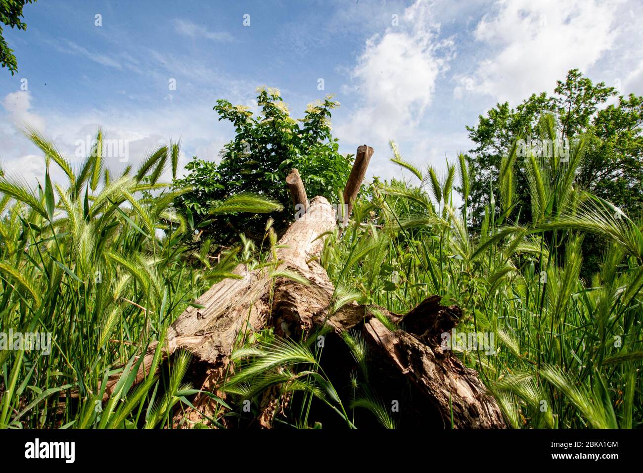 Caffarella roma hi-res stock photography and images - Alamy