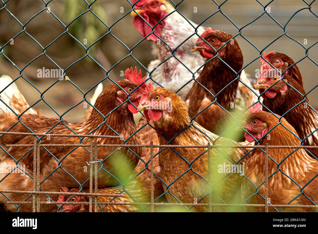 Caffarella roma hi-res stock photography and images - Alamy