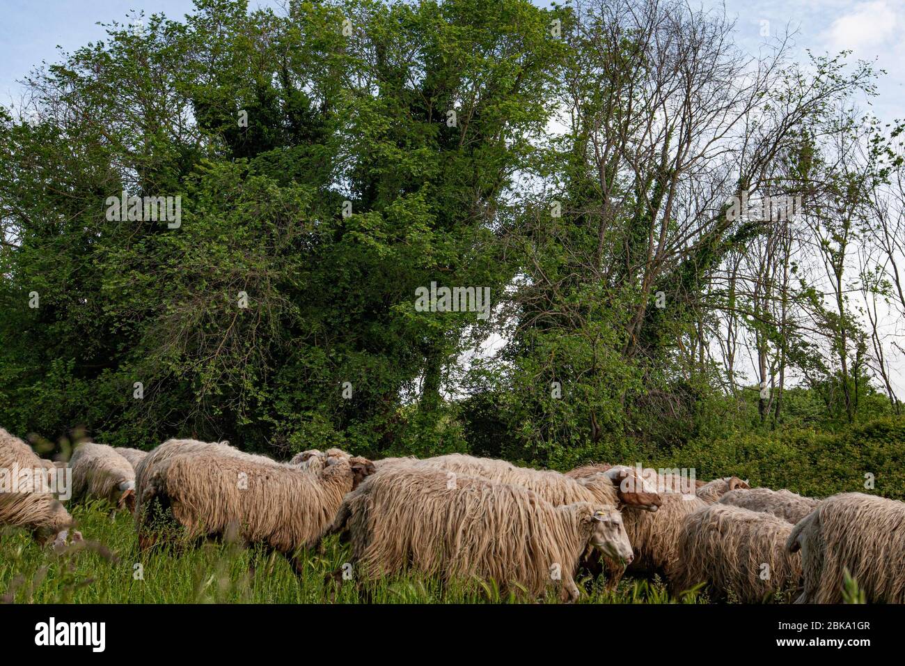 Rome caffarella park hi-res stock photography and images - Alamy