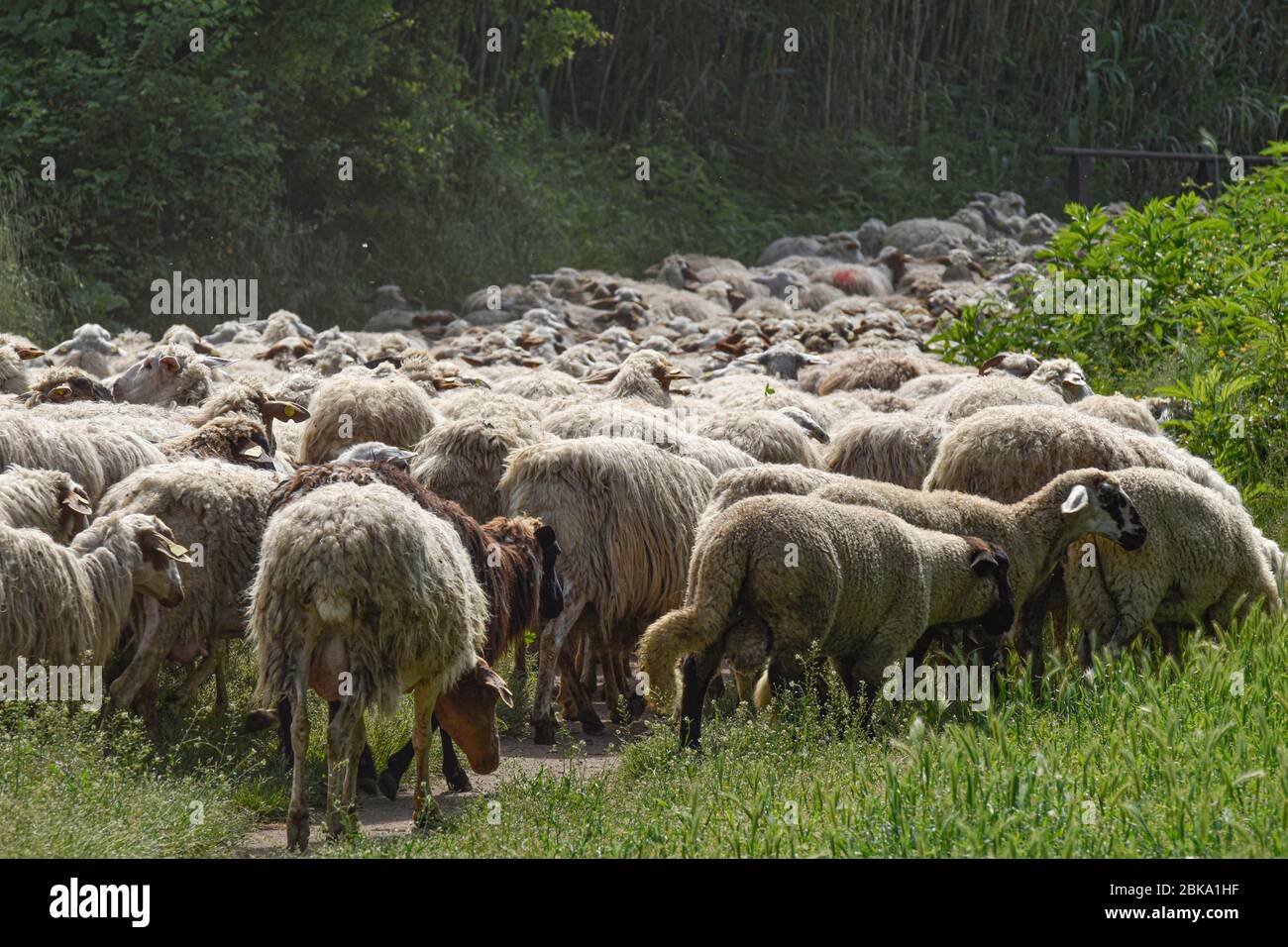 Caffarella roma hi-res stock photography and images - Alamy