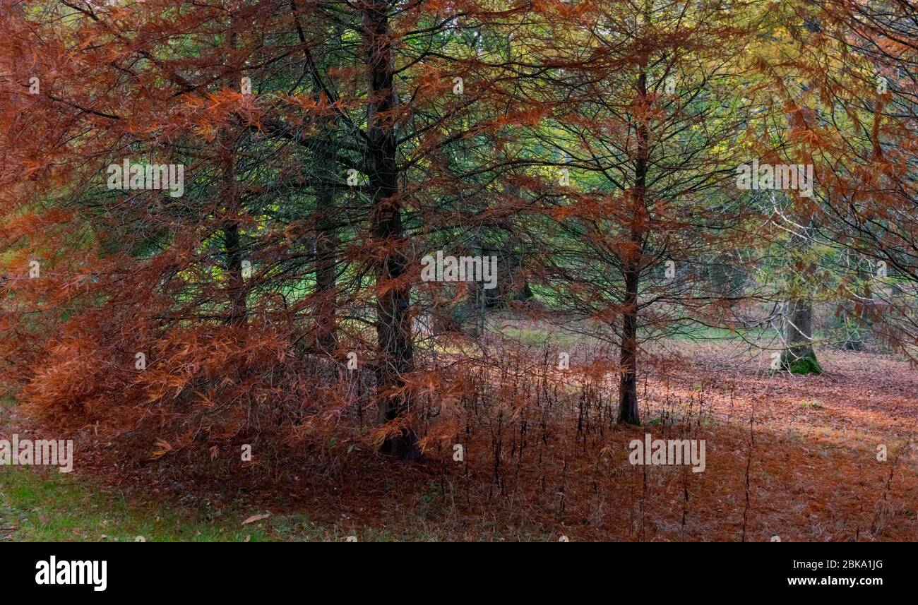 Windy weather trees hi-res stock photography and images - Alamy