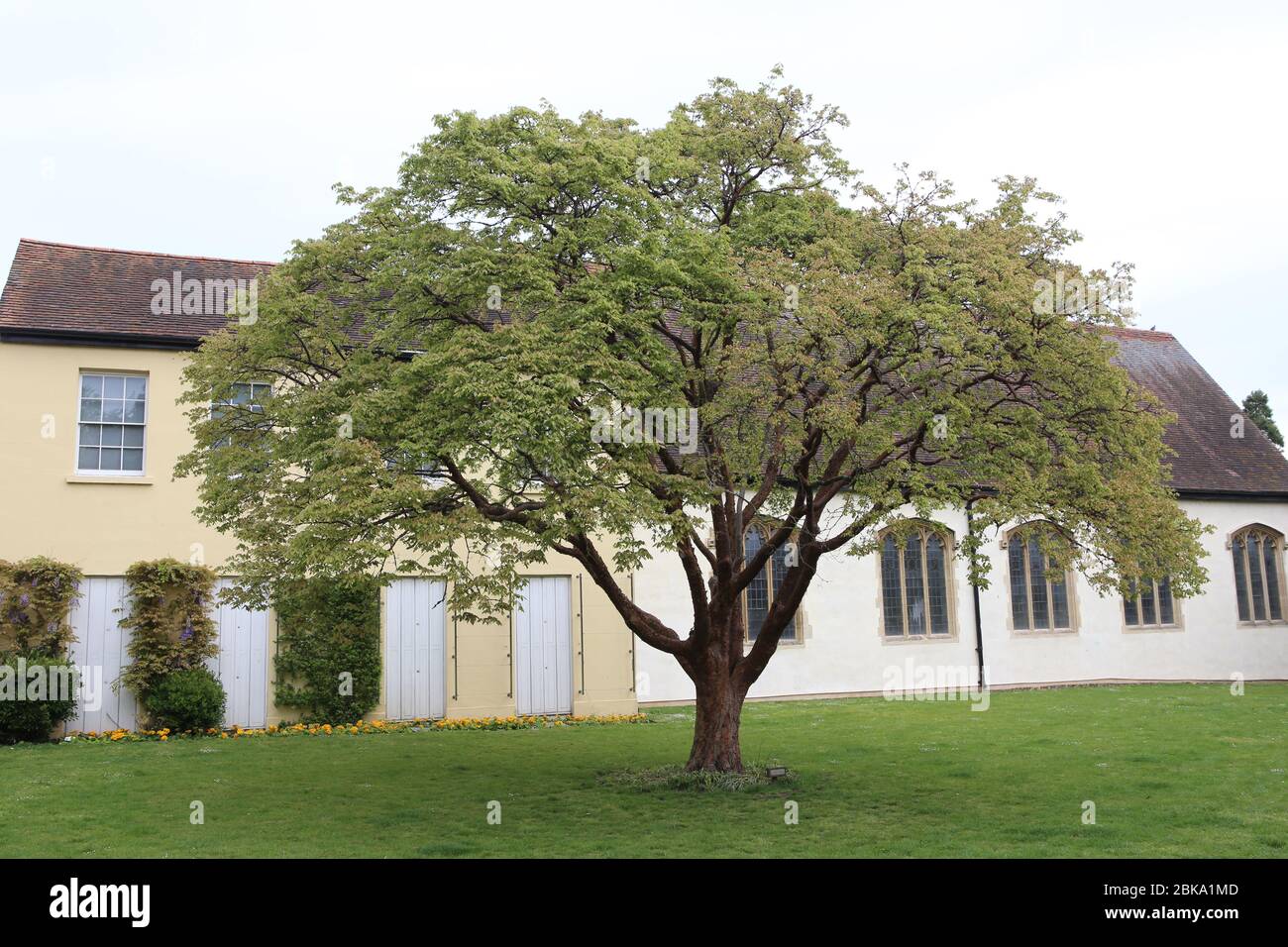 A tree outside Prittlewell Priory, a former monastery (now a museum) in ...
