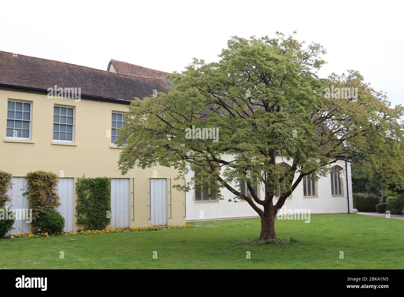 A tree outside Prittlewell Priory, a former monastery (now a museum) in ...