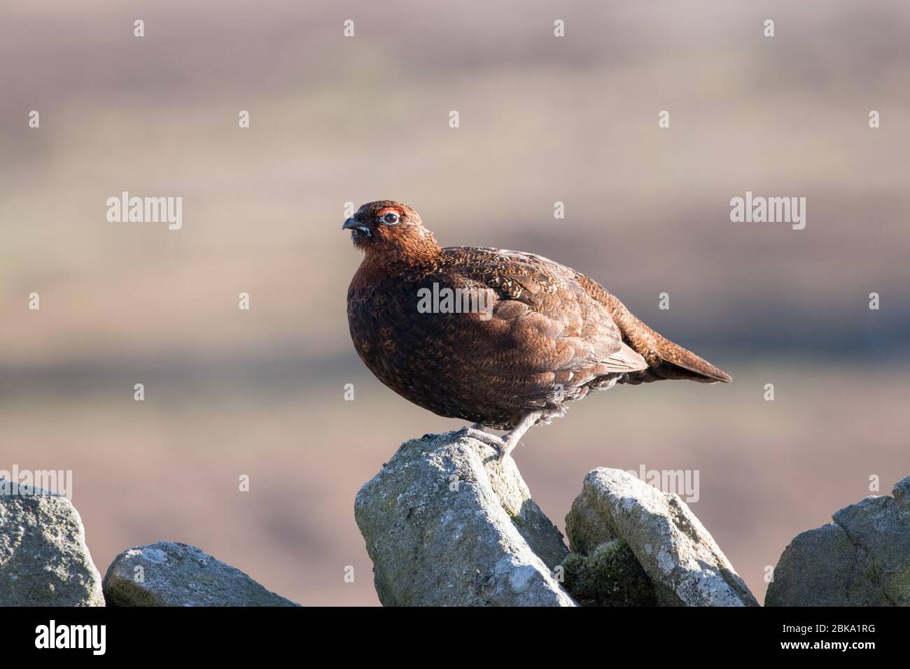 Driven grouse shooting hi-res stock photography and images - Alamy