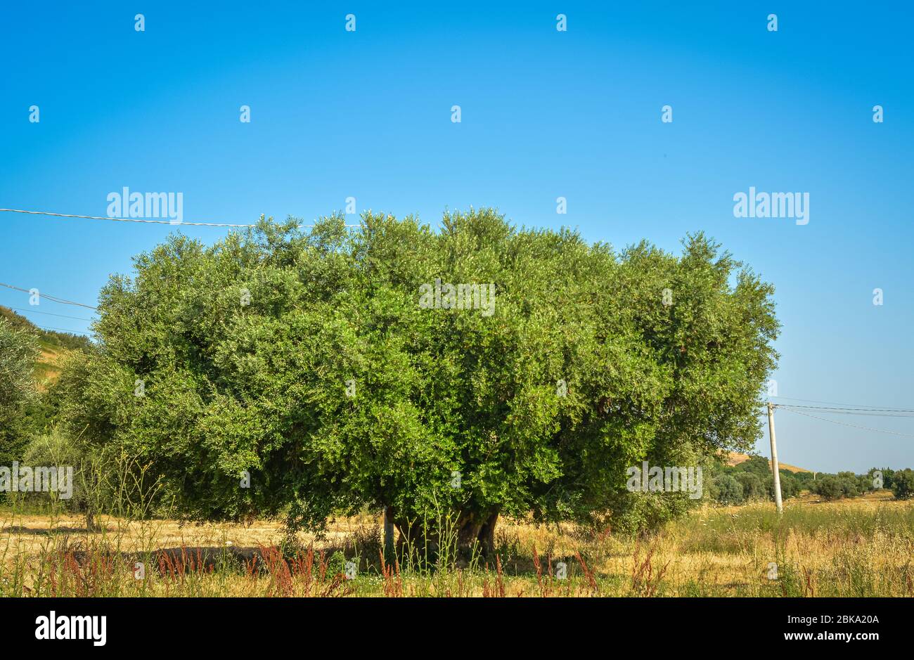 Secular plants hi-res stock photography and images - Alamy