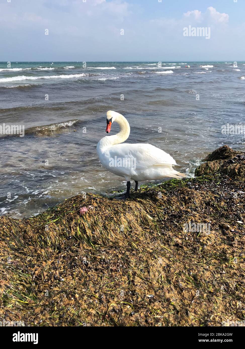 Swans on a beach hi-res stock photography and images - Alamy
