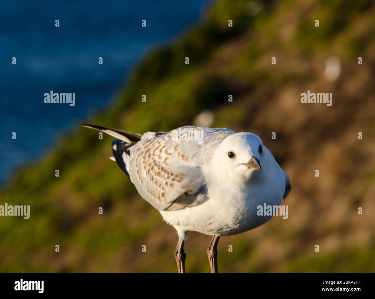 Beach seabird australia seaside hi-res stock photography and images - Alamy