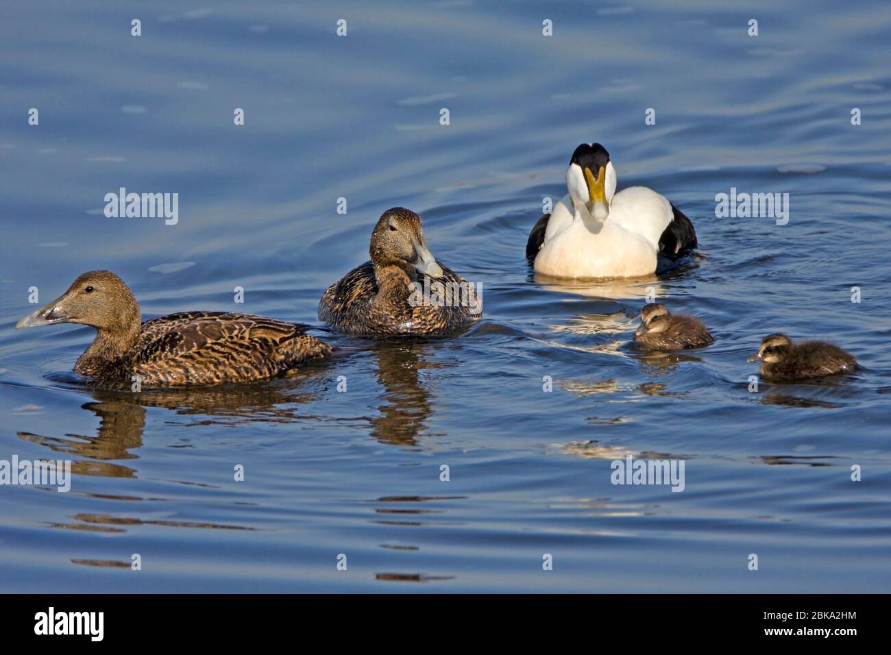 Eider parent hi-res stock photography and images - Alamy