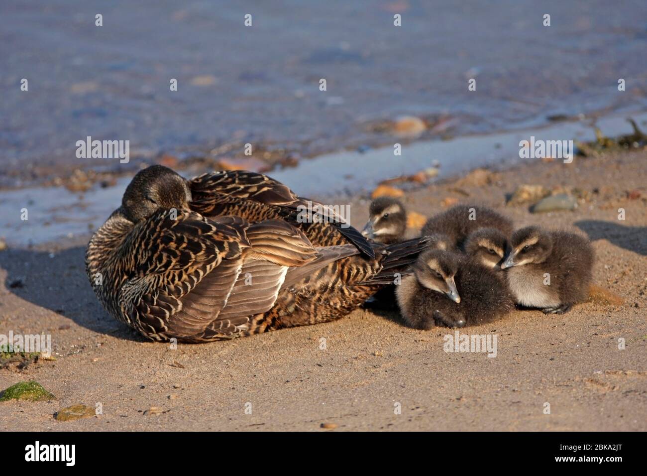 Eider duck chicks hi-res stock photography and images - Alamy