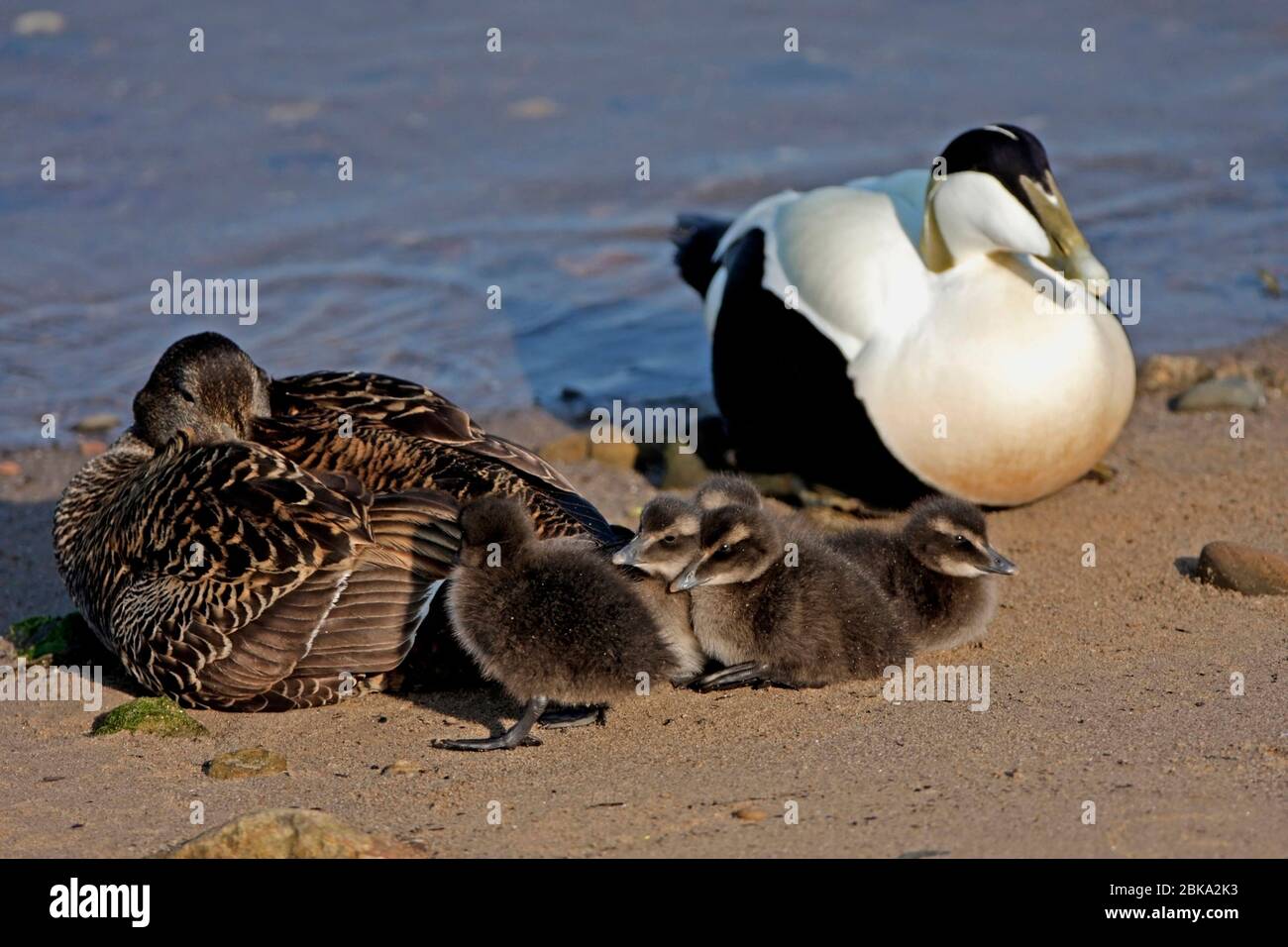 (Common) EIDER DUCK (Somateria mollissima) female with ducklings and ...