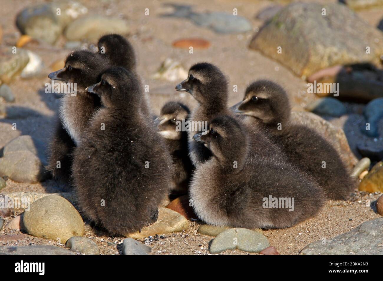 (Common) EIDER (Somateria mollissima) ducklings resting onshore ...