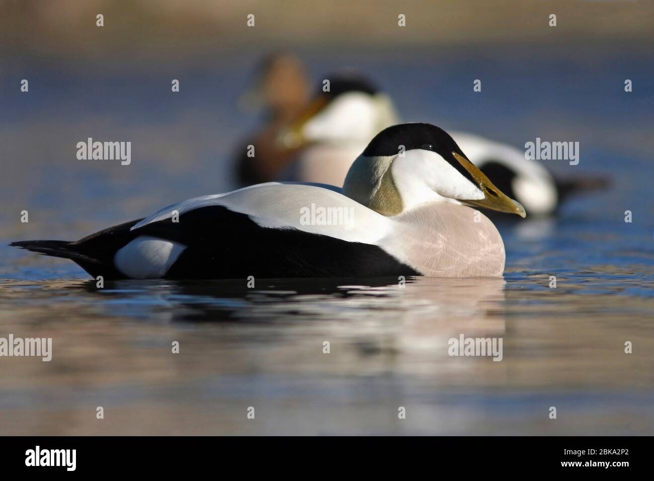 EIDER DUCK, UK Stock Photo - Alamy