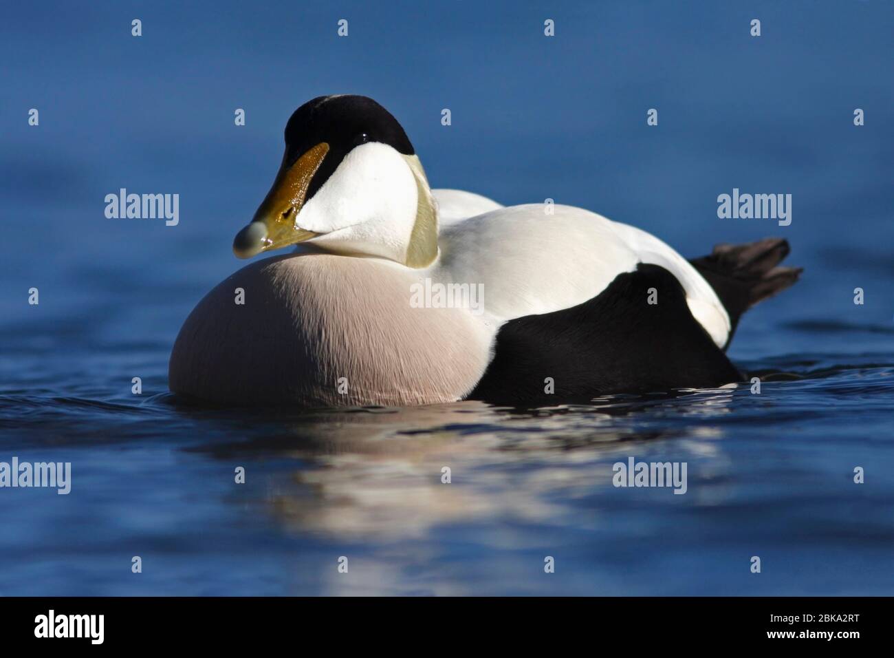 Eider duck northumberland hi-res stock photography and images - Alamy
