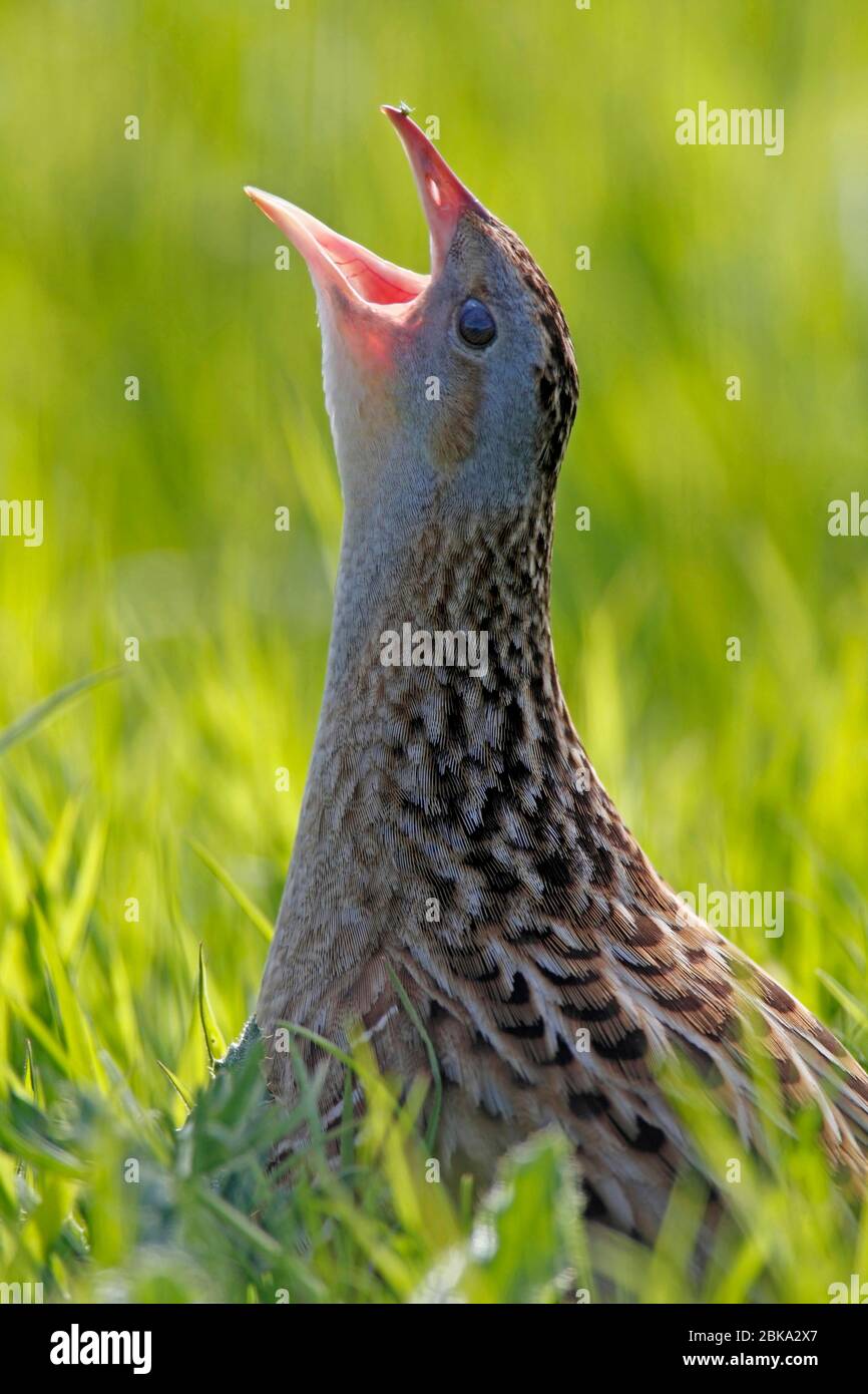 Corncrakes hi-res stock photography and images - Alamy
