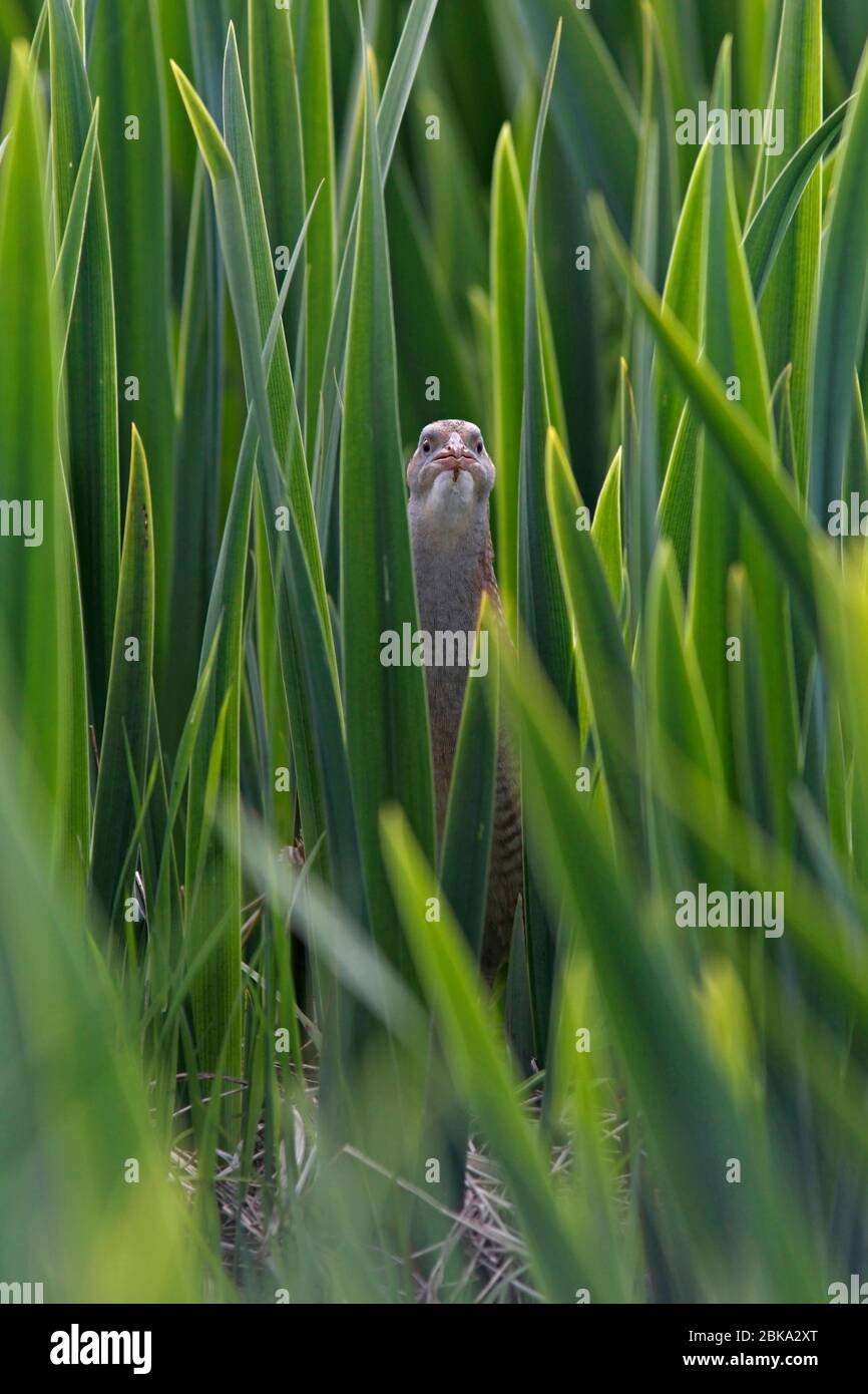 Corncrake hi-res stock photography and images - Alamy