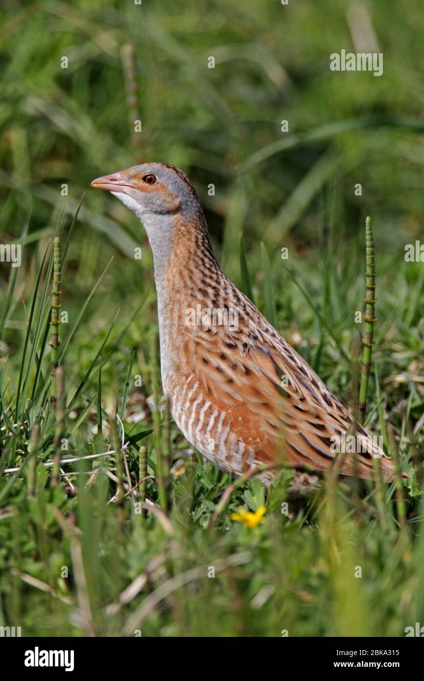 Corncrake hi-res stock photography and images - Alamy