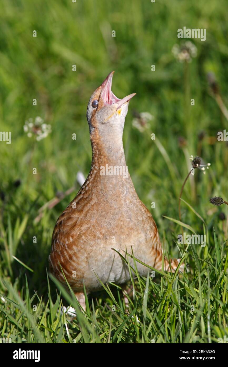 Corncrake hi-res stock photography and images - Alamy
