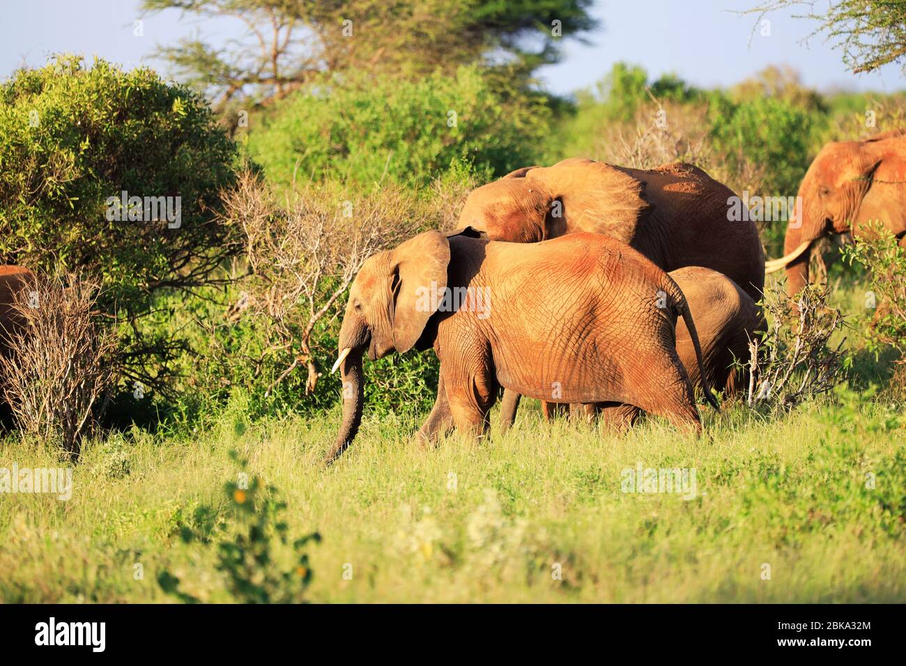 Elephants with red skin because of dust in tsavo east nationalpark ...