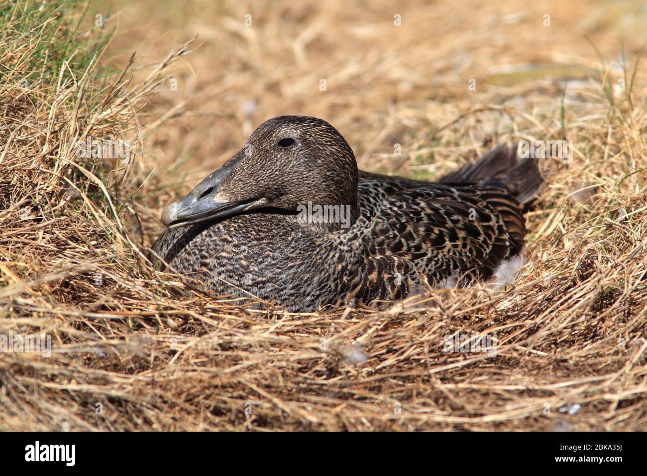 Female eider duck on nest hi-res stock photography and images - Alamy
