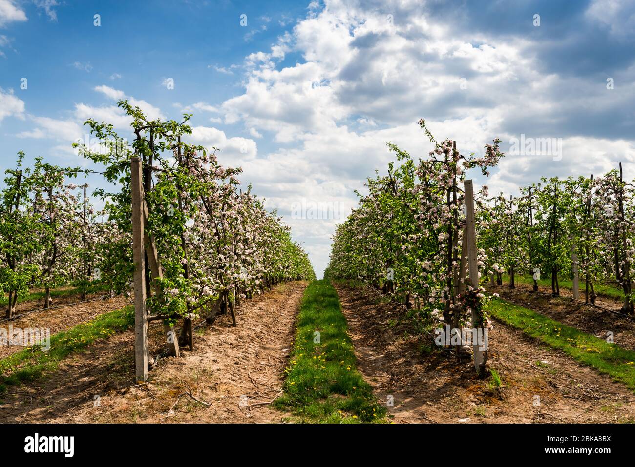 Rows of cherry trees in an orchard in spring hi-res stock photography ...