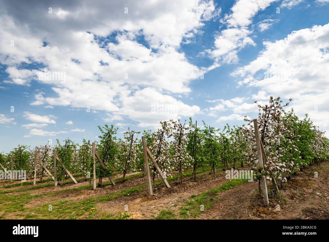 Blooming Orchard in Farmland. Fruit Trees Production. Agriculture ...